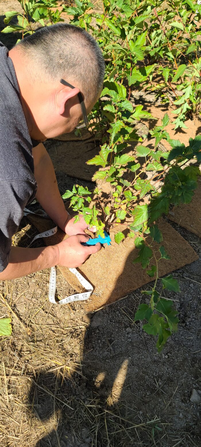 Fall Tree Planting at Conservation Park Drive - Partners in Project Green