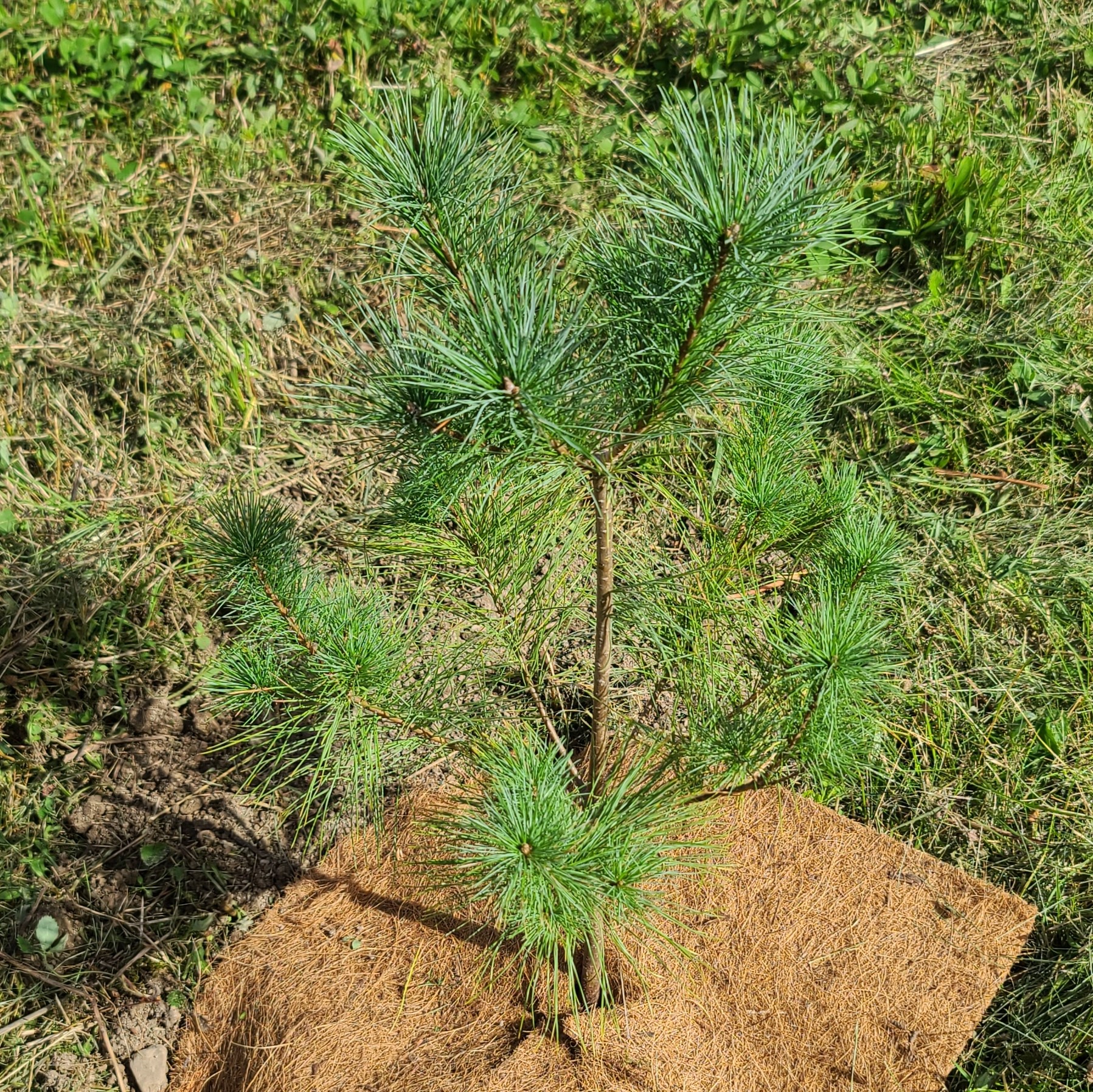 Fall Tree Planting at Conservation Park Drive - Partners in Project Green
