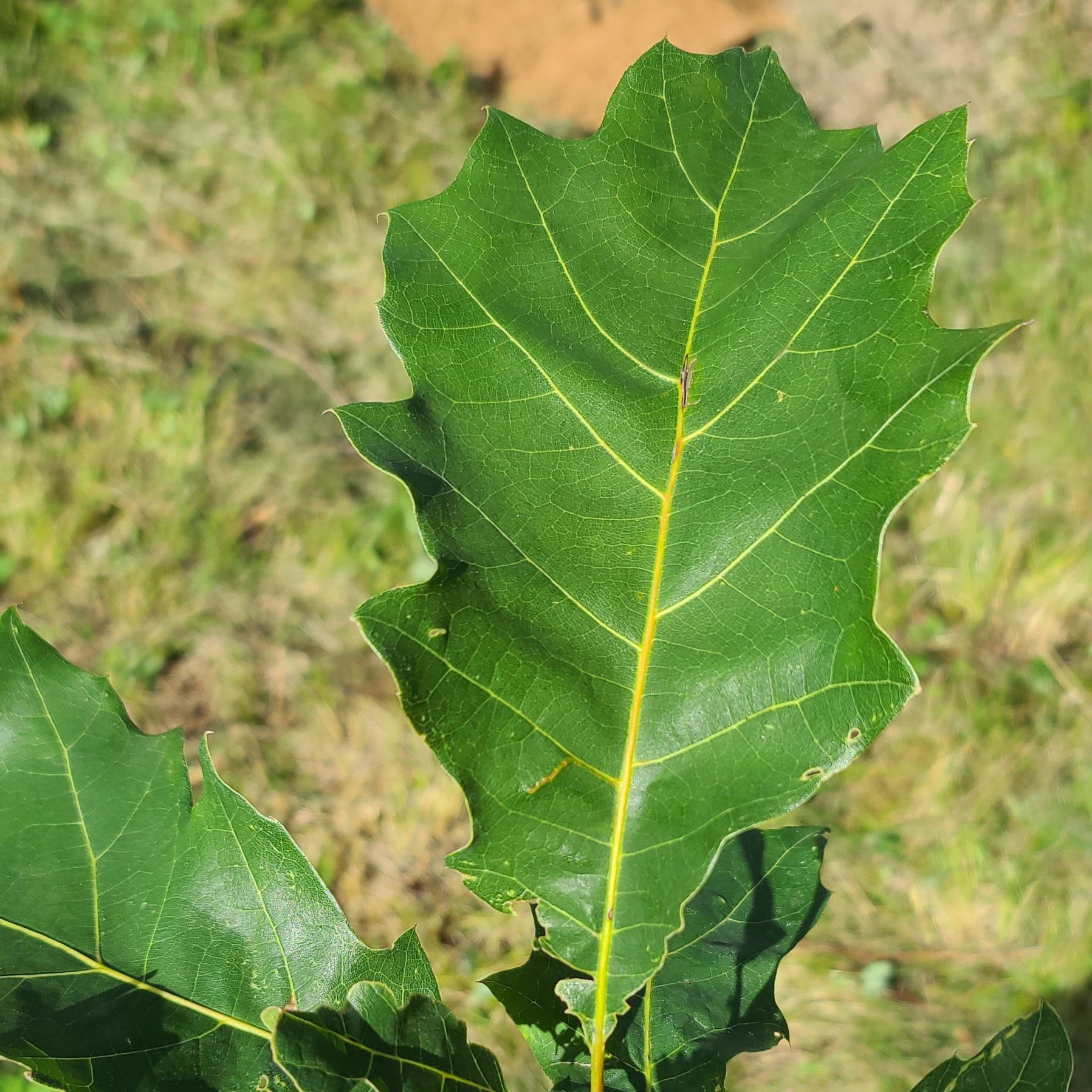 PPG Tree Planting: Spring 2023 Registration - Partners in Project Green