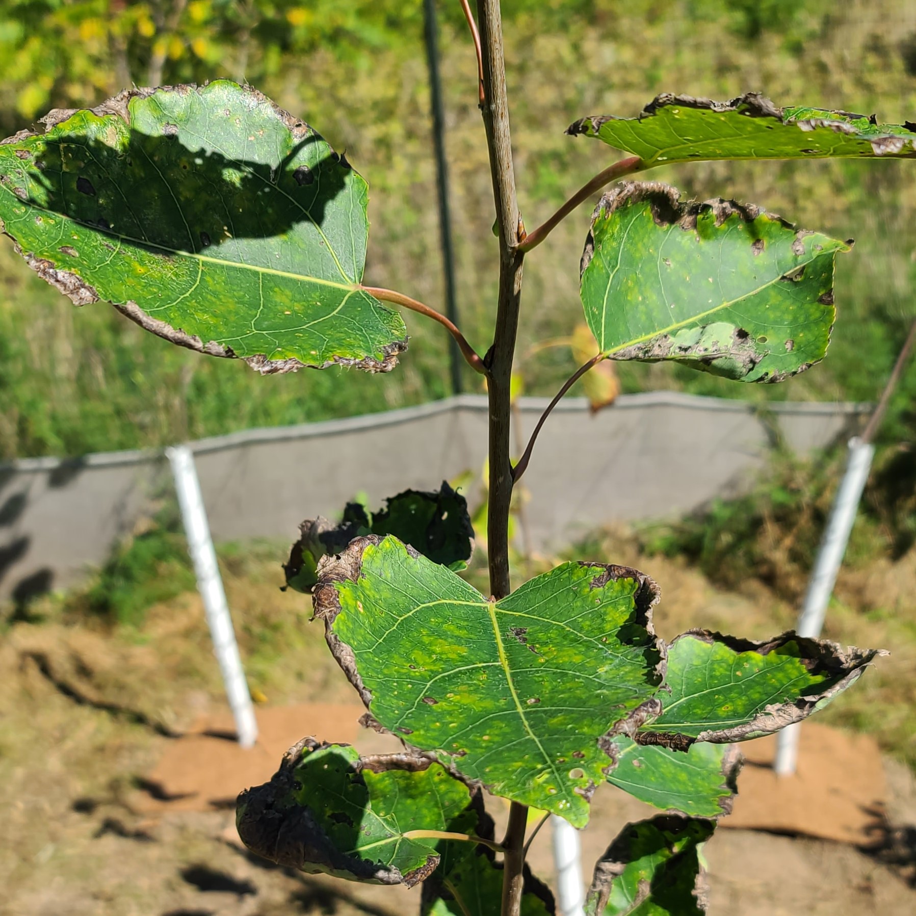 Fall Tree Planting at Conservation Park Drive - Partners in Project Green