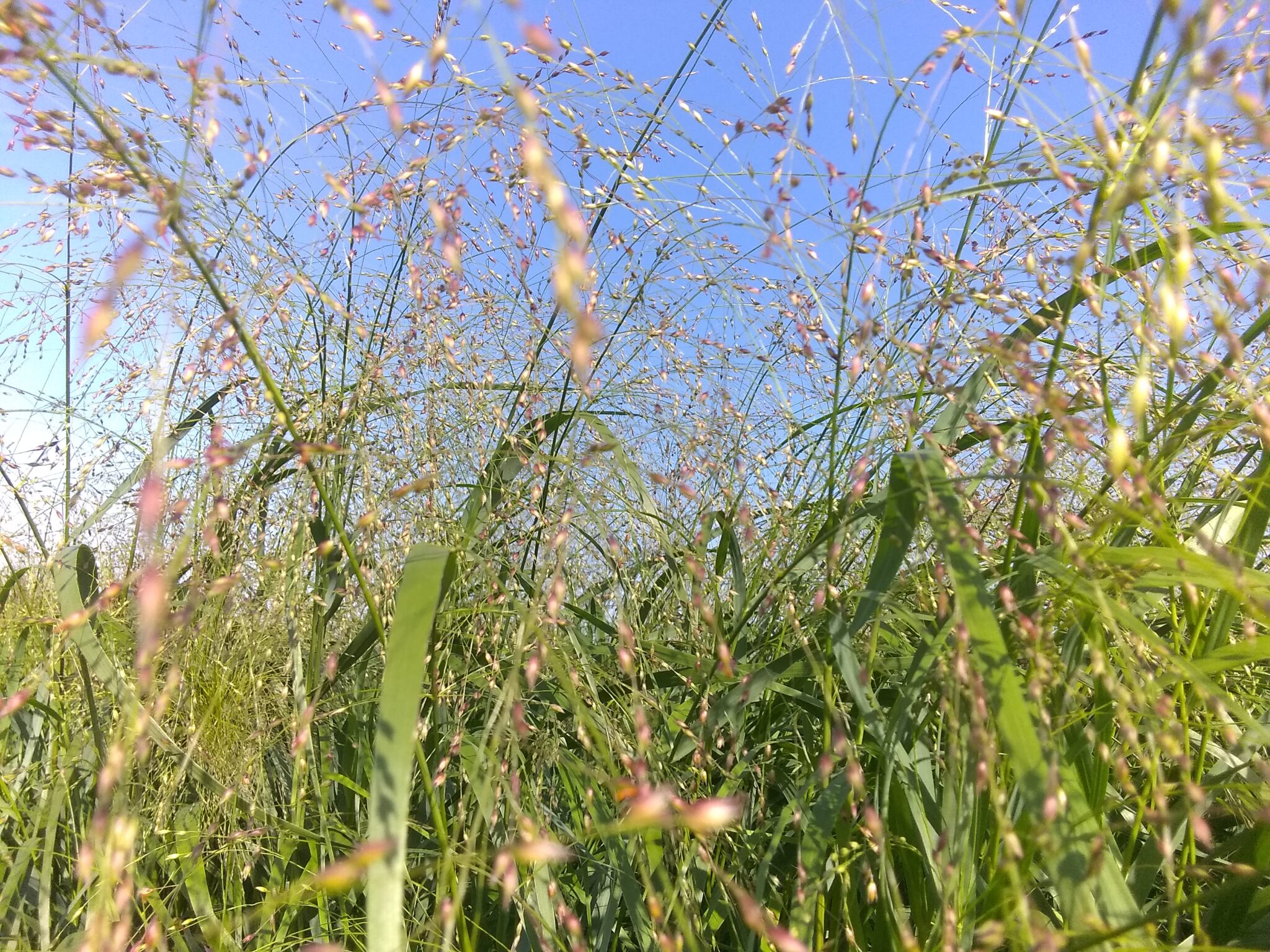 What are Halophytes? - Partners in Project Green